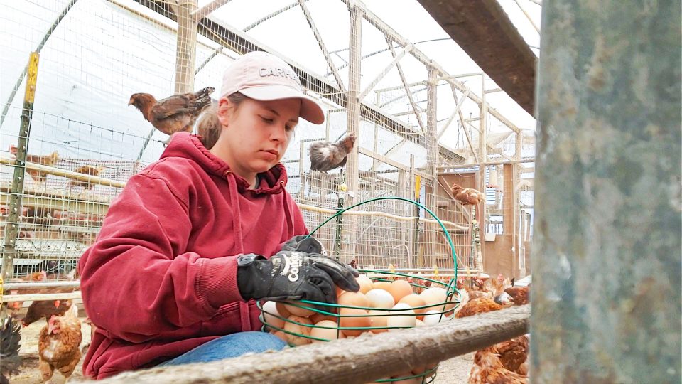 Poultry Management Program - Ridgewater College